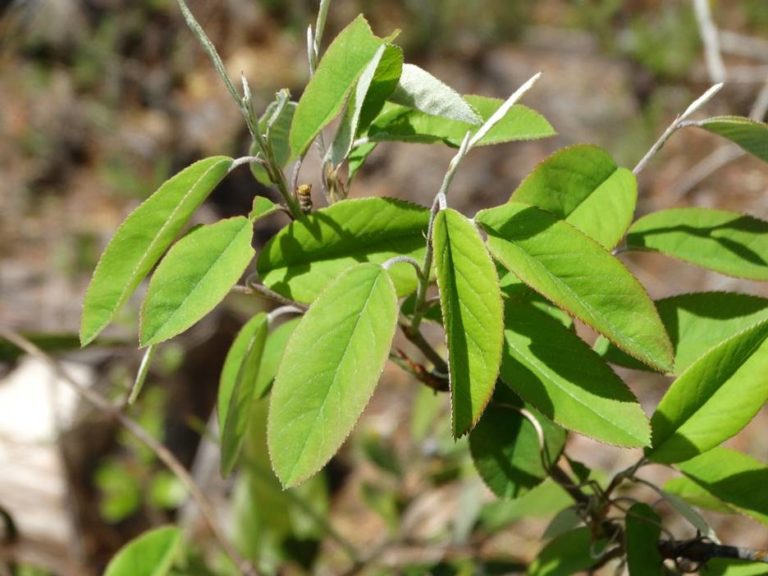 What's in Bloom | Serviceberry - Virginia Working Landscapes