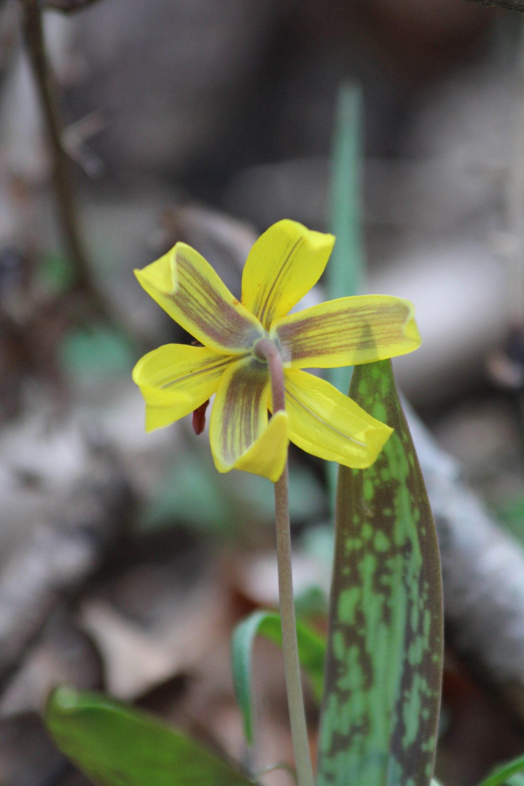 What's in Bloom | Yellow Trout Lily - Virginia Working Landscapes